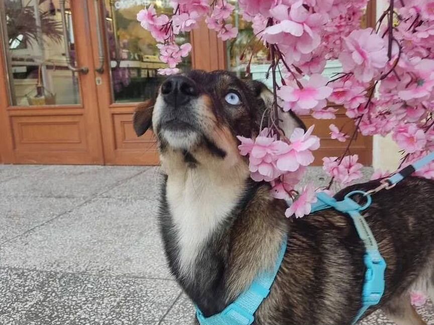 Щенок с космическими глазами в добрые руки