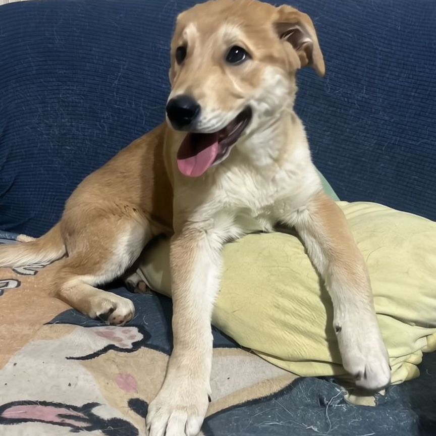 Щенок в добрые руки