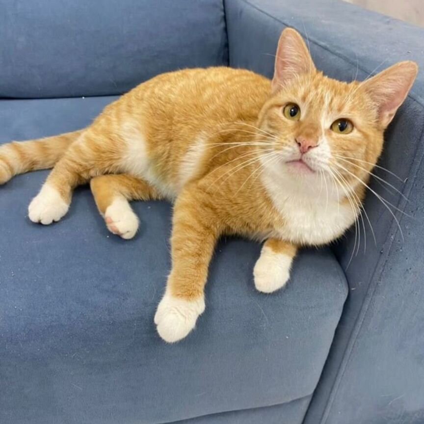 Кошка рыжая милая плюшка