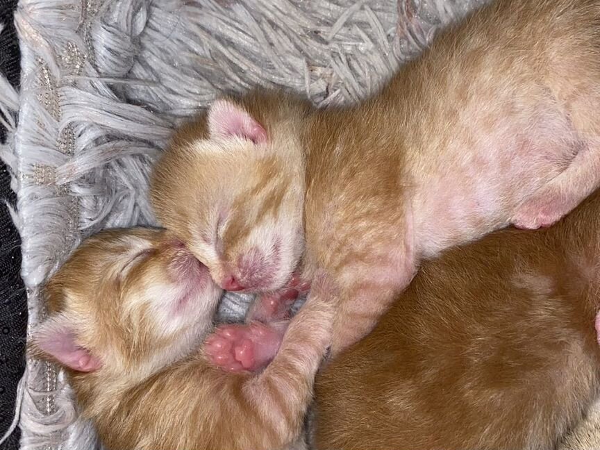Котята рыжие девочки
