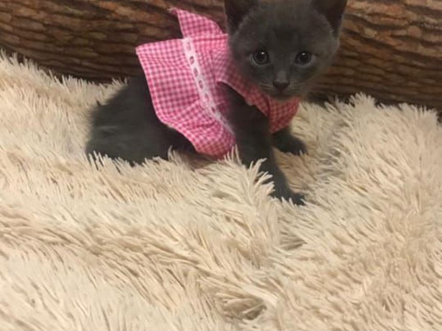 Маленькое счастье в большом домп