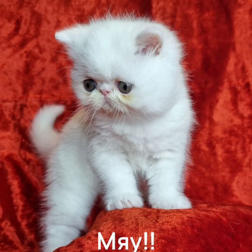 Котята