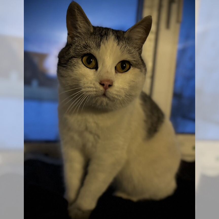 Взрослый кот в добрые руки