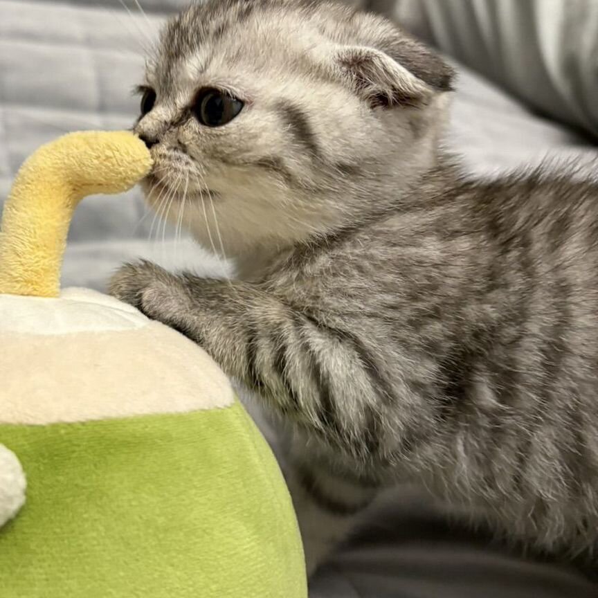 Шотландский вислоухий короткошёрстный котёнок