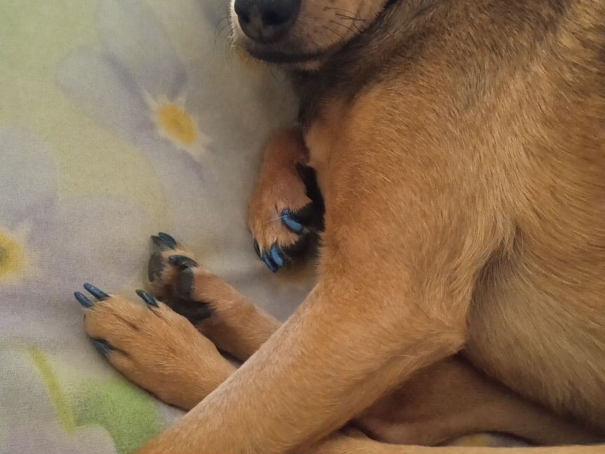 Той-терьер бесплатно