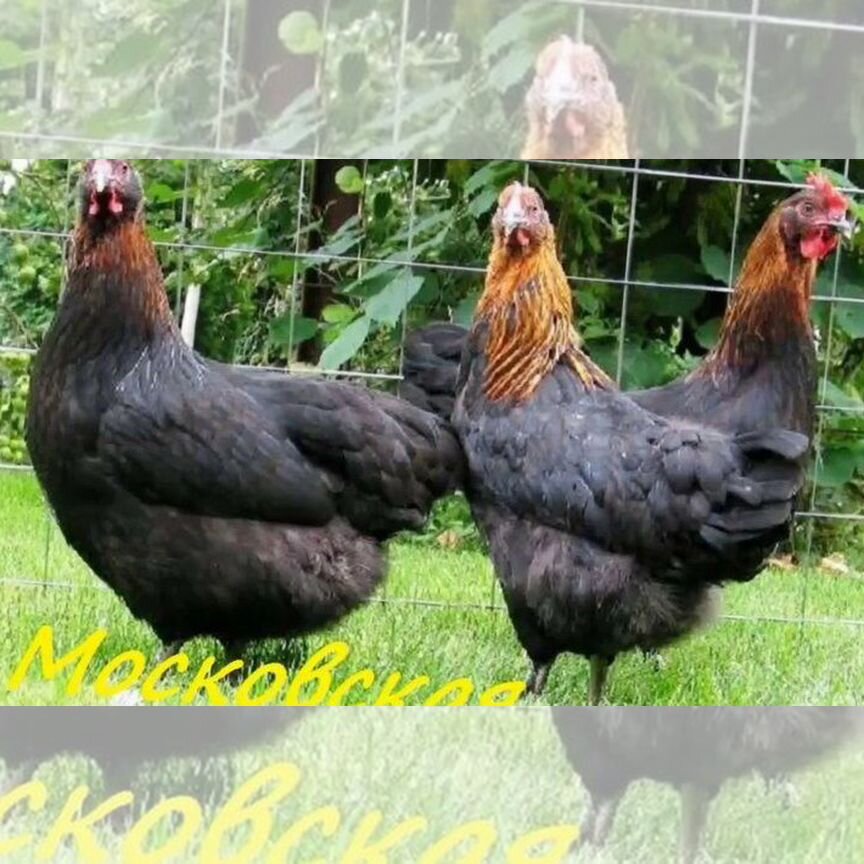 Цыплята суточные Черная Московская