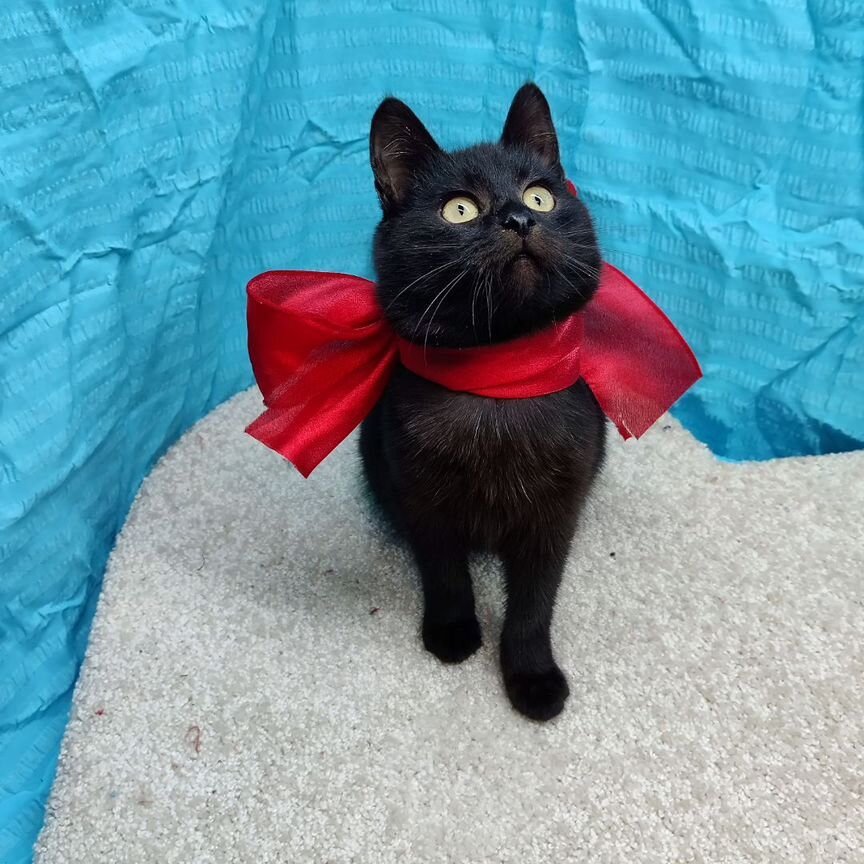 Черный котенок