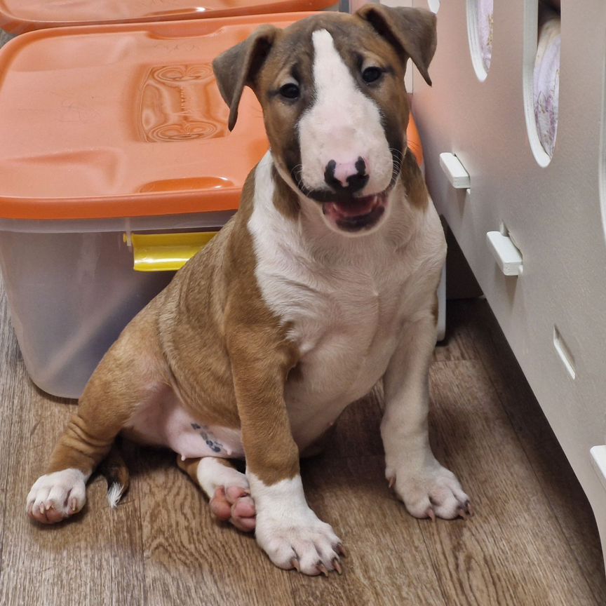 2 девочки и 1 мальчишка бультерьеры