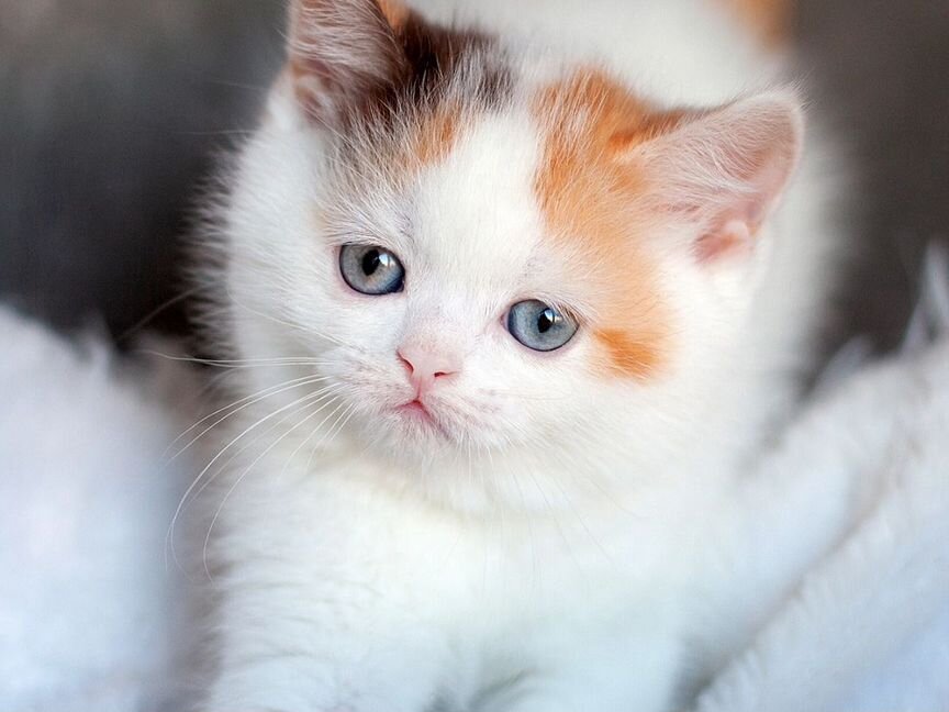 Девочка с разноокрашенными глазами