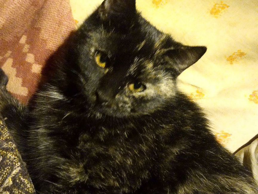 Кошка Пеструшка