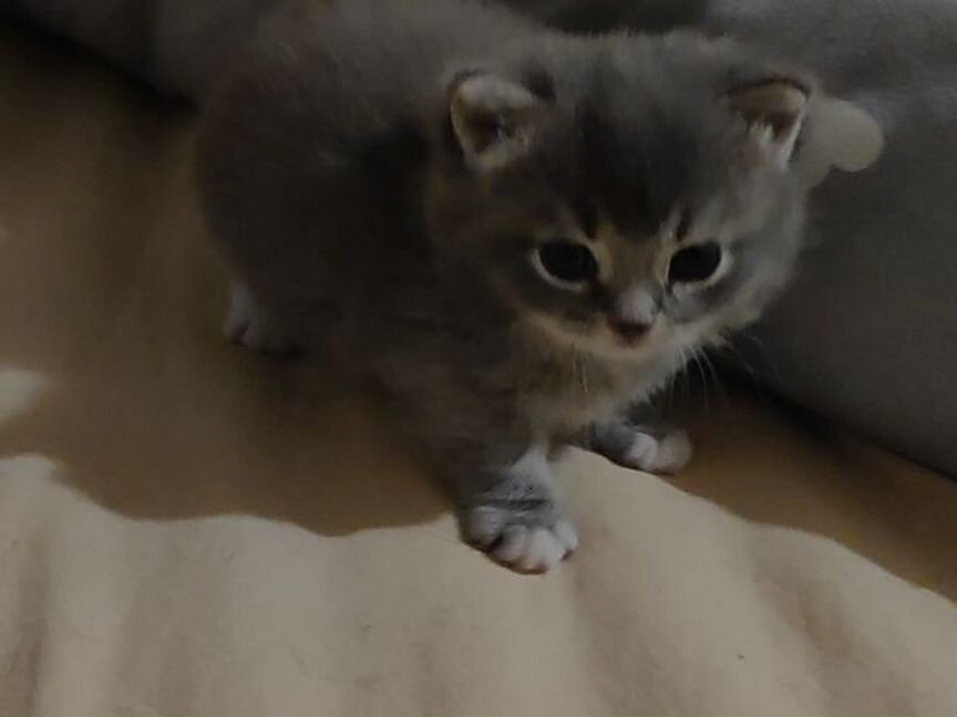 Котëнок манчкин