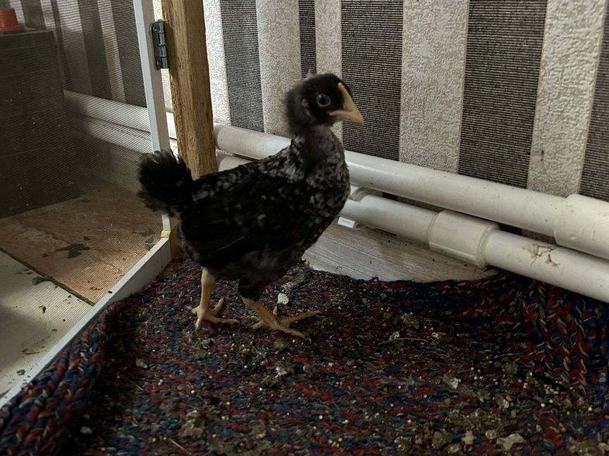 Цыплята молодки несушки