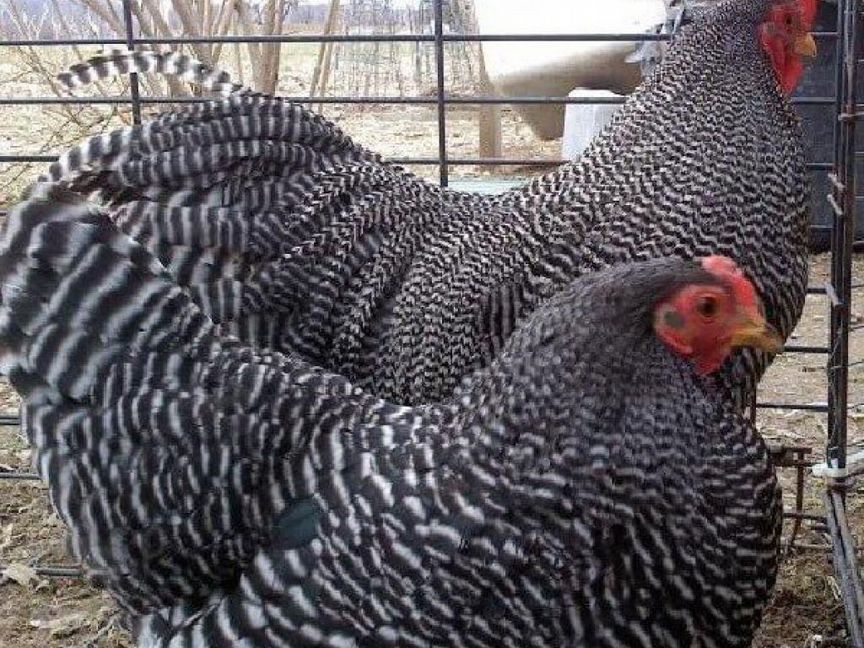 Цыплята плимутрок