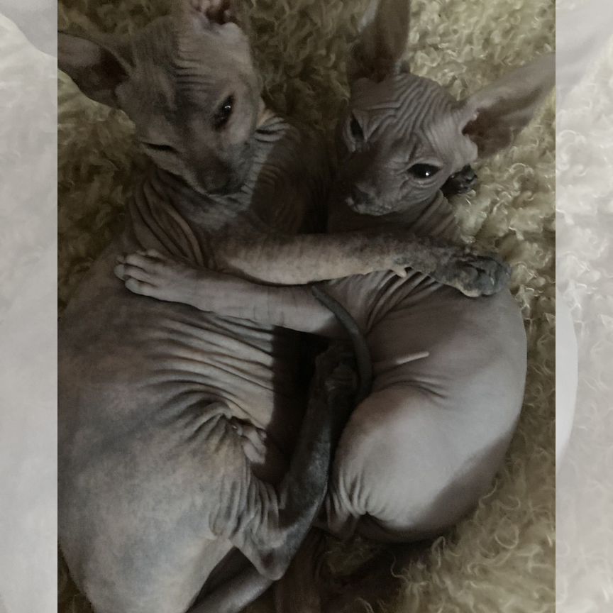 Донской сфинкс, взрослая кошка