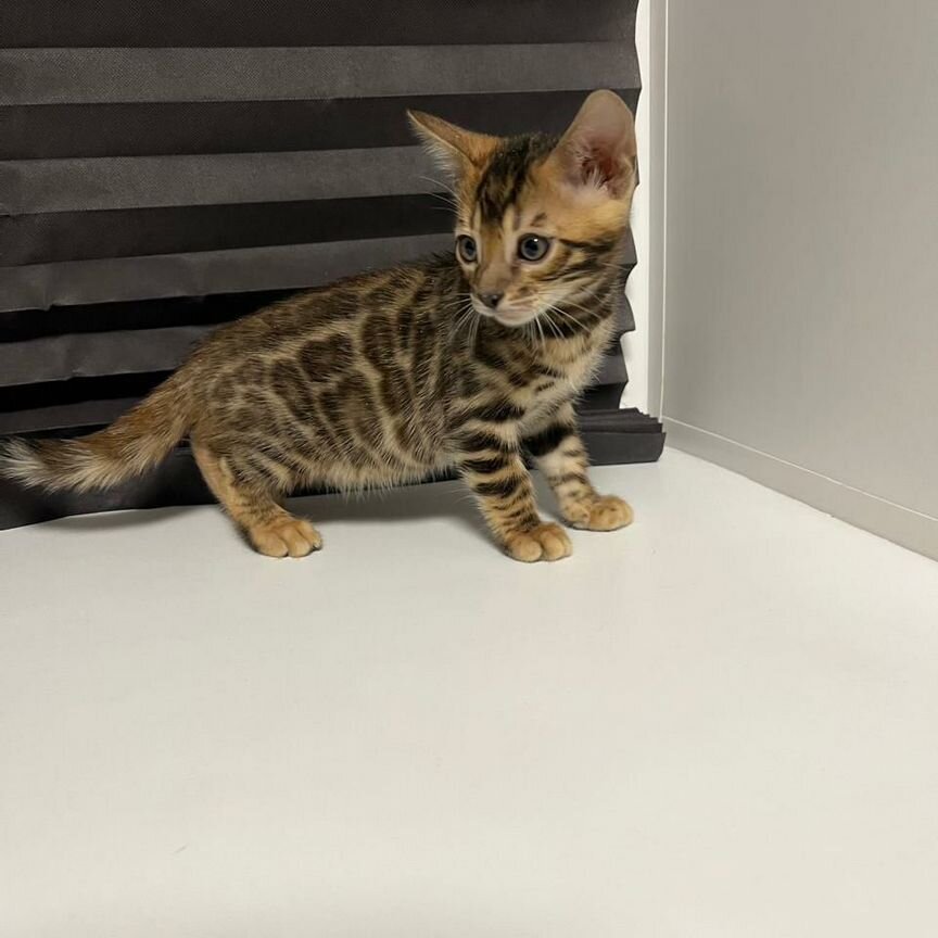 Бенгальские котята