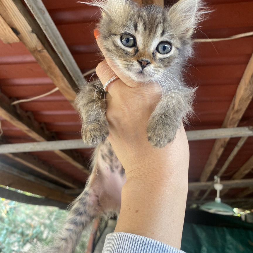 Котята ищут дом