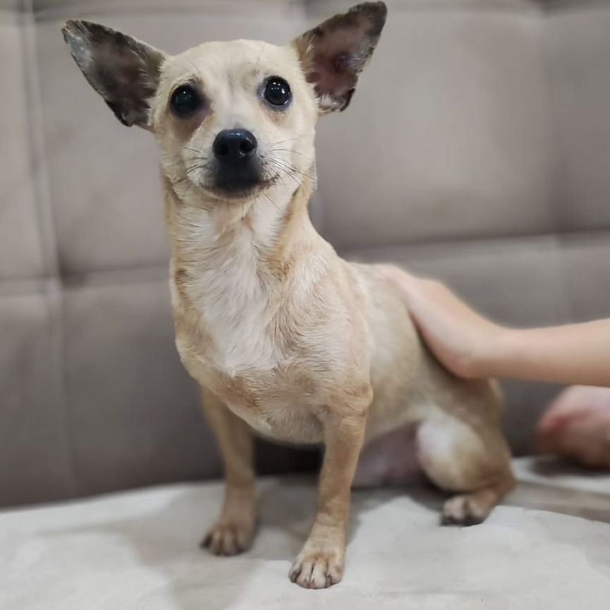 Взрослая собака в добрые руки