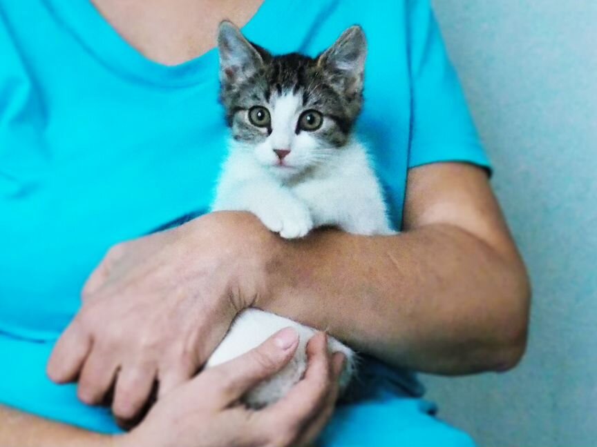 Бело-серый полосатый котенок – девочка