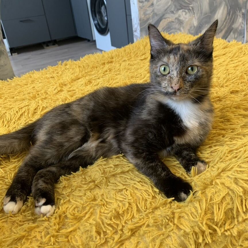 Пристраивается кошечка