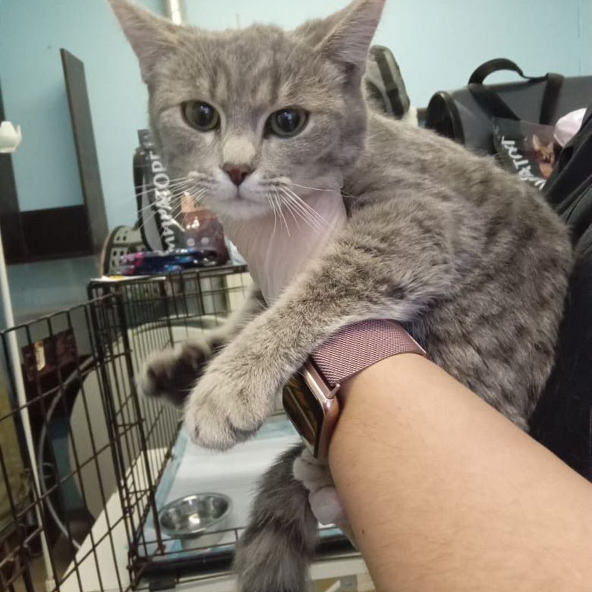 Малышечка кошечка ищет дом