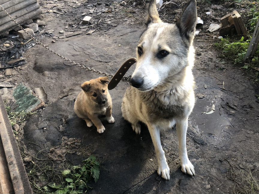 Лайка зсл - мама рабочая