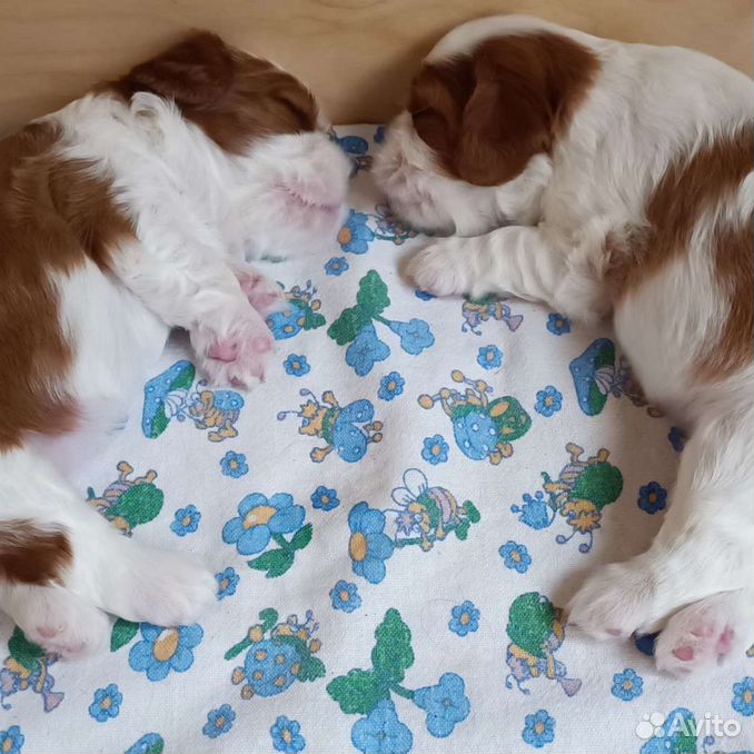 Щенки кавалерчики