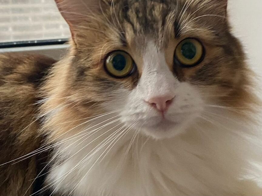 Котик сверхласковый сибирский в дар