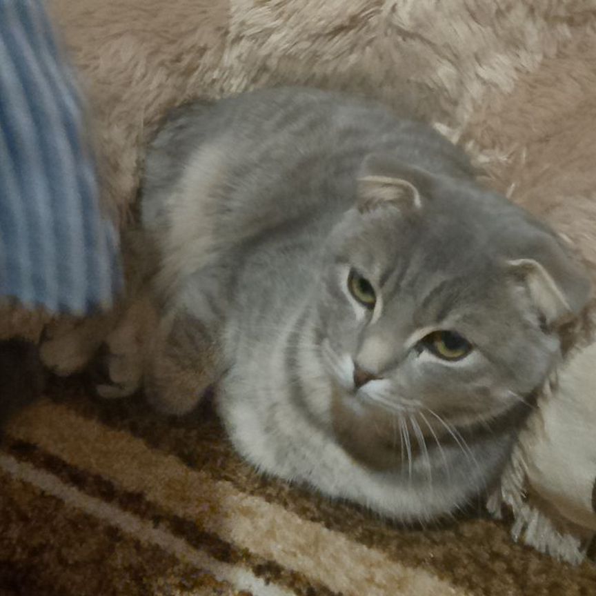 Британский короткошёрстный котёнок