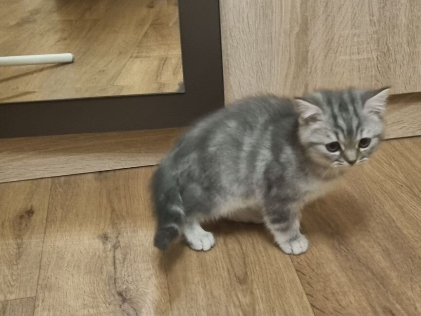 Шотландские котята