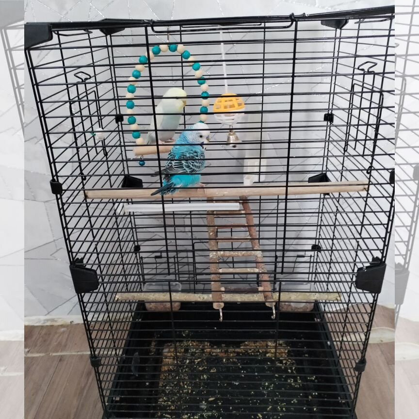 Волнистый попугай