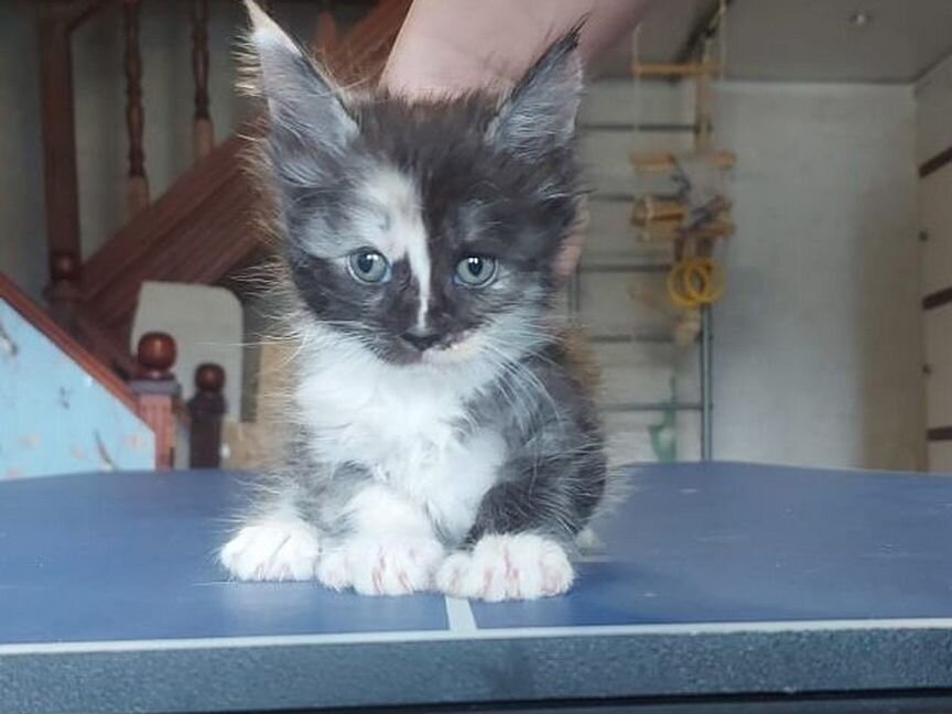 Мейн-Куны разные котятки