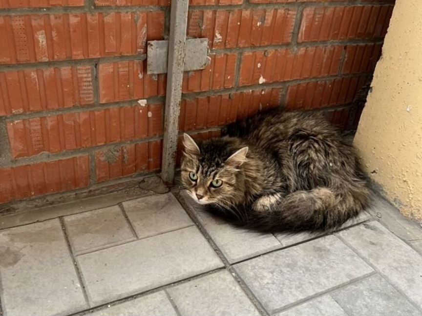 Спасите кошечку из подъезда