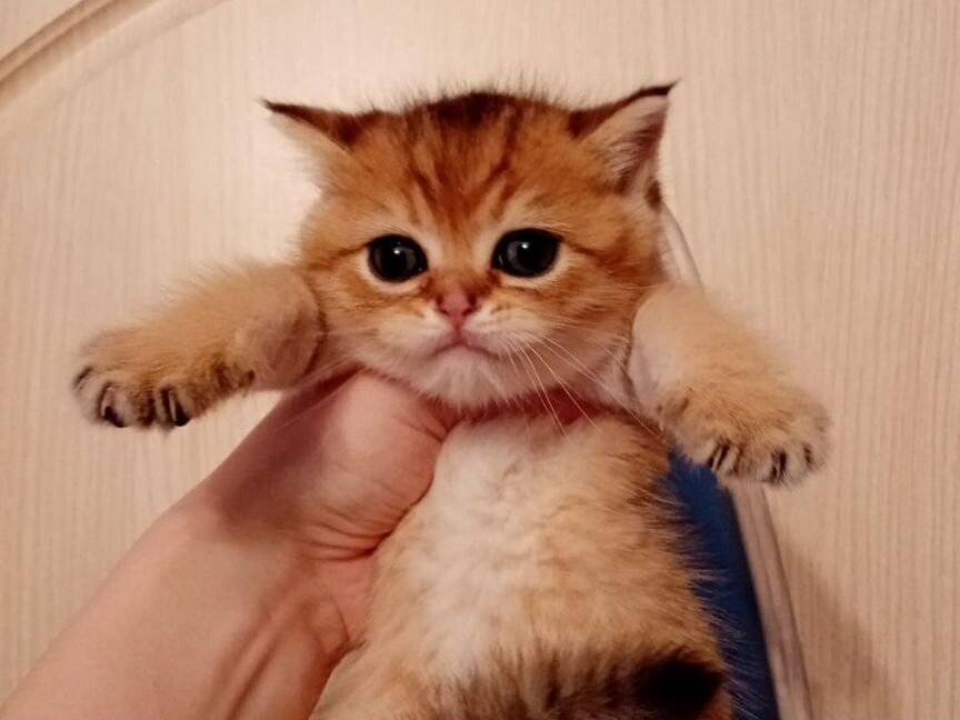 Шотландские золотые мимишки