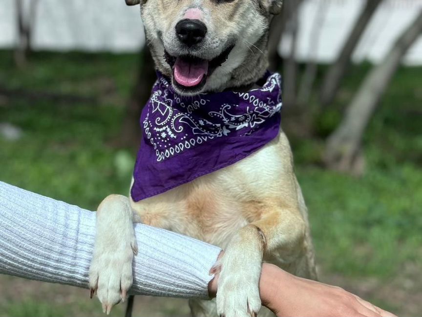 Собака в добрые руки