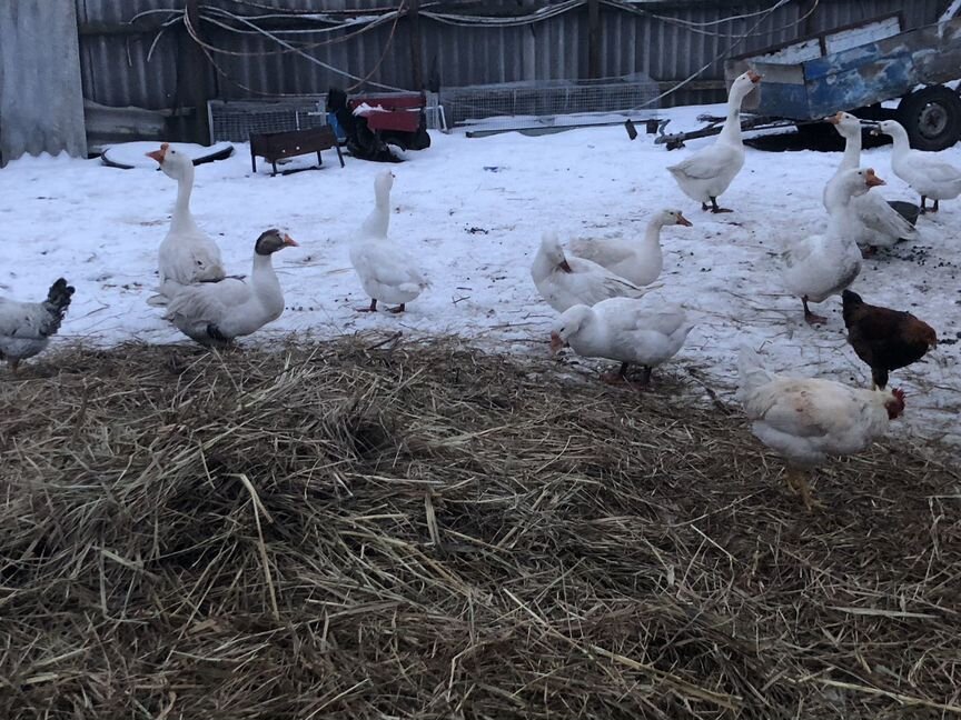 Гуси домашние