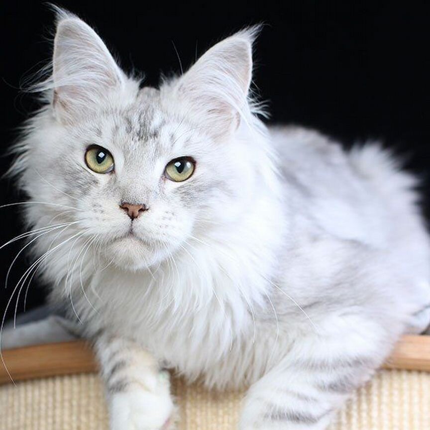 Серебряный котёнок мейн кун