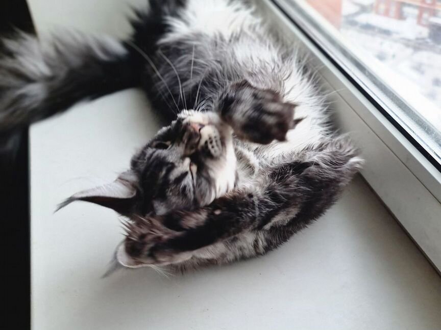 Котёнок мейн-кун