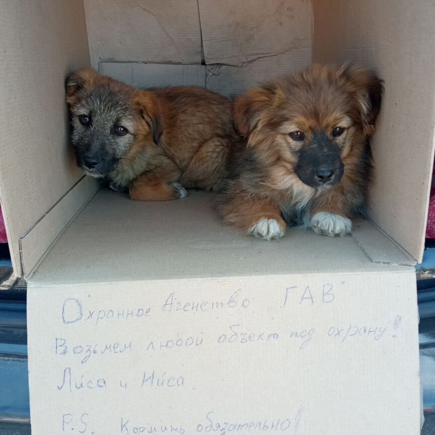 Одам в добрые руки бесплатно