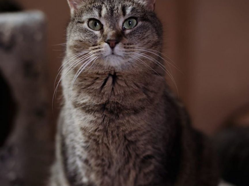 Отдам в добрые руки кошку Брунгильду