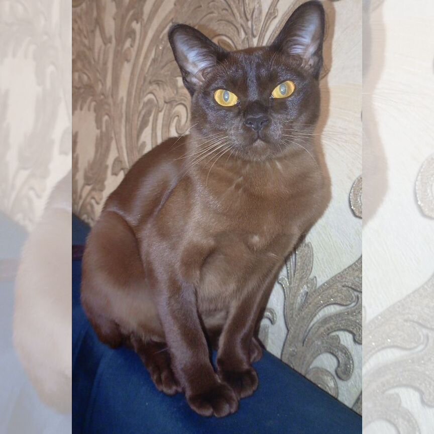 Бурманская кошечка