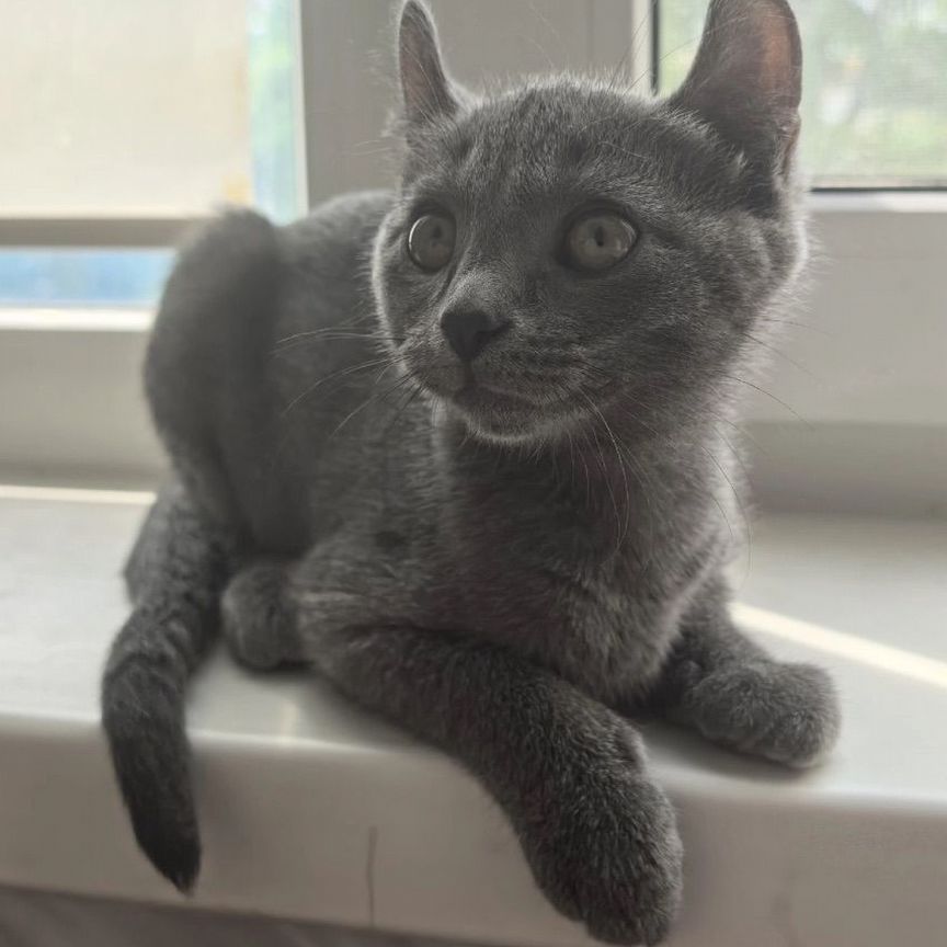 Канадский сфинкс котёнок