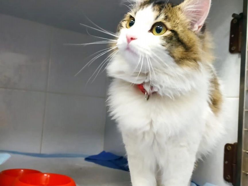 Котик Кузя (красавец из приюта)
