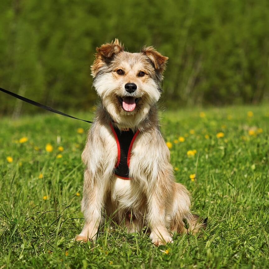Собака Элвис в добрые руки бесплатно