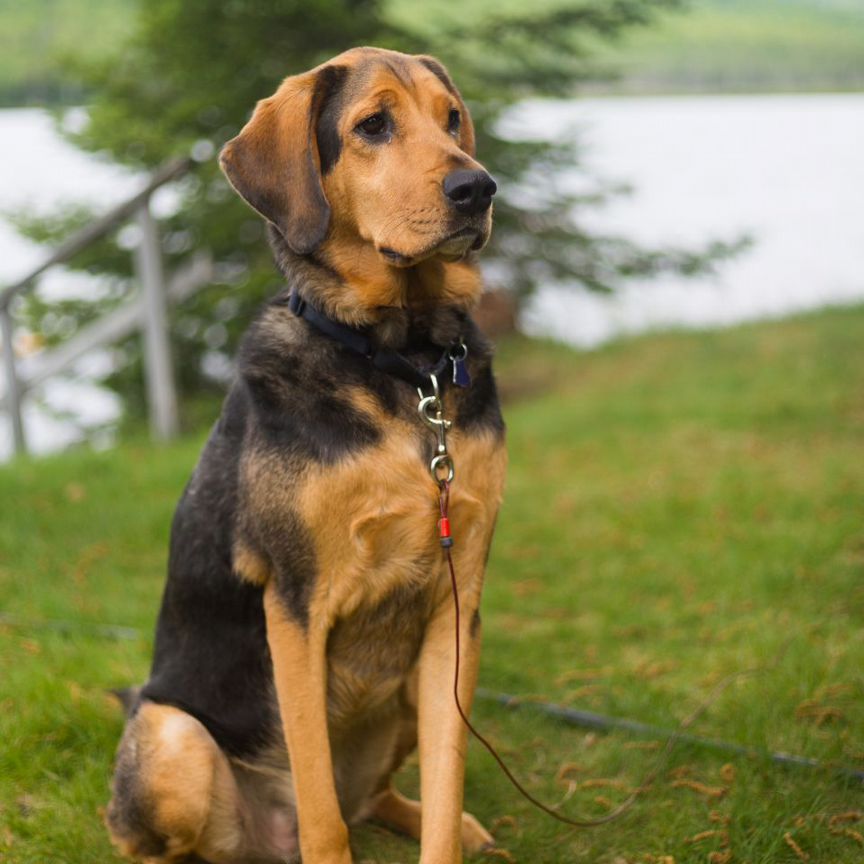 Метис гончей Шиндлера