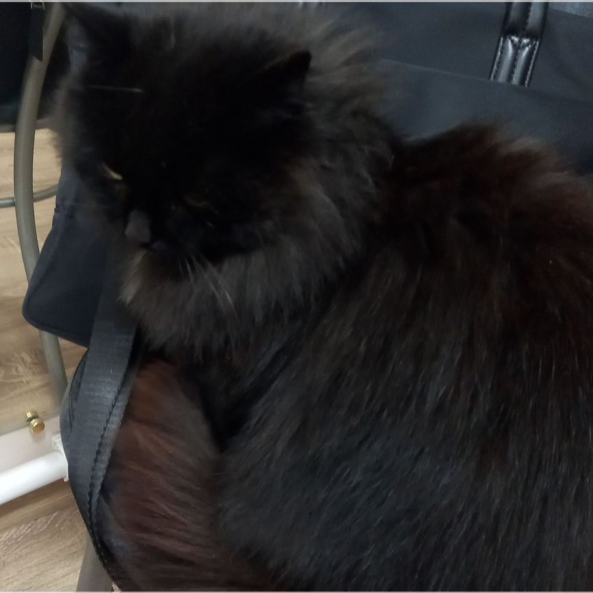 Американский длинношёрстный котёнок