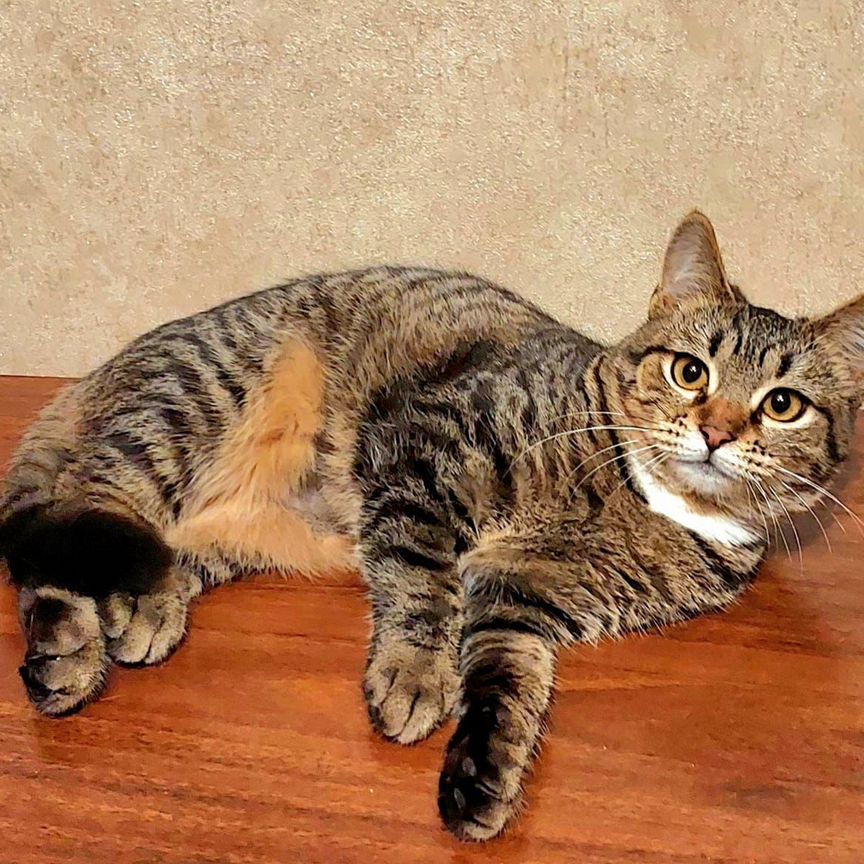 Кошечка ищет дом