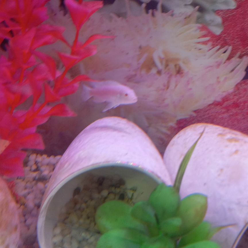 Белый принц