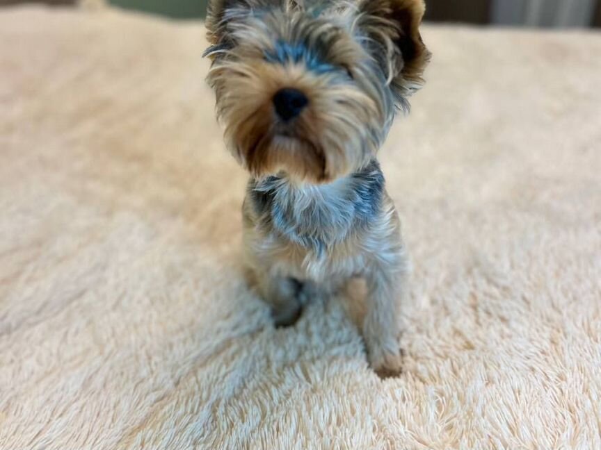 Йоркширский терьер девочка