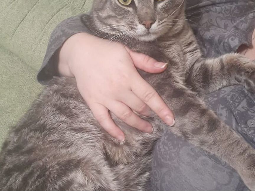 Кот Марсик