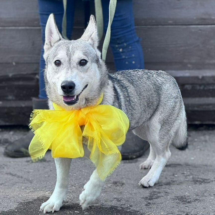 Мини хаски из приюта